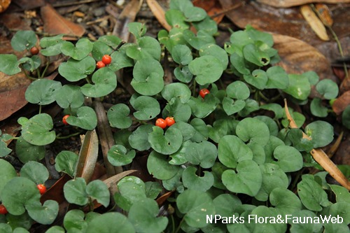 NParks | Geophila herbacea