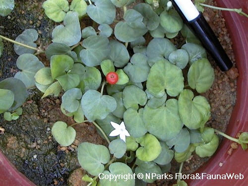 NParks | Geophila herbacea