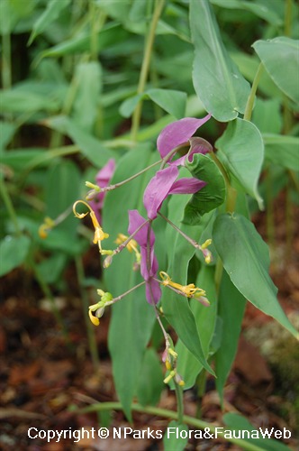 NParks | Globba winitii