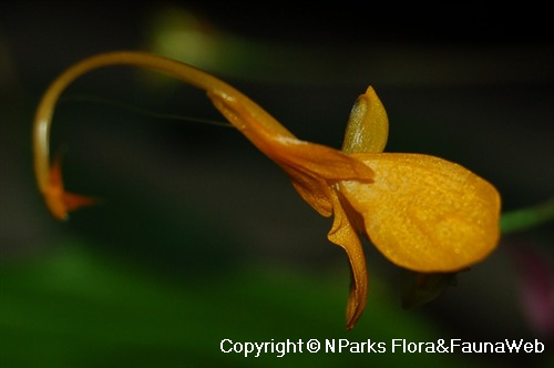 NParks | Globba winitii