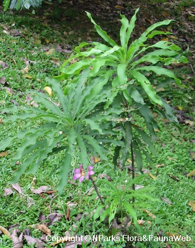 NParks | Gustavia gracillima