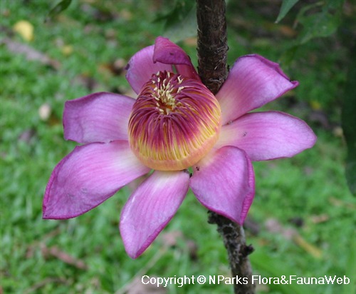 NParks | Gustavia gracillima