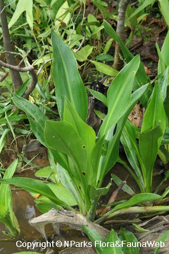 NParks | Hanguana anthelminthica