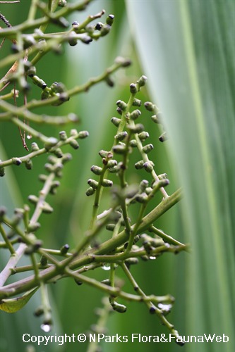 NParks | Hanguana anthelminthica