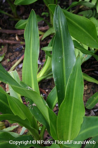 NParks | Hanguana anthelminthica