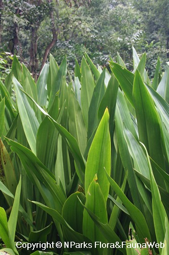 NParks | Hanguana anthelminthica