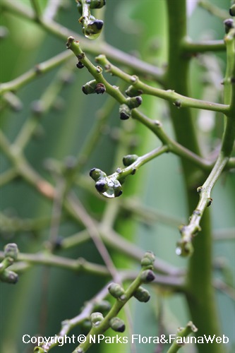 NParks | Hanguana anthelminthica