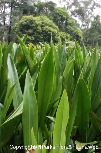 NParks | Hanguana anthelminthica