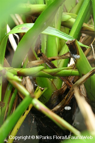 NParks | Hanguana malayana