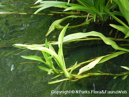 NParks | Hanguana anthelminthica