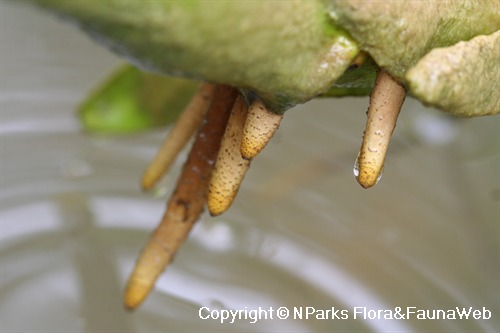 NParks | Hanguana anthelminthica
