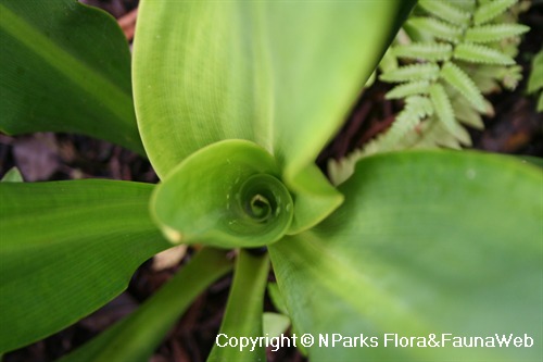 NParks | Hanguana anthelminthica
