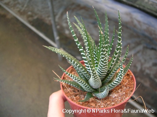 NParks | Haworthiopsis fasciata