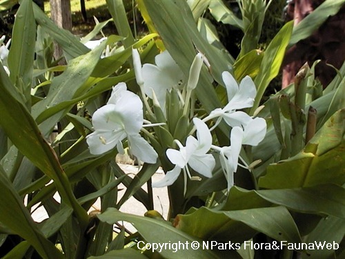 NParks | Hedychium coronarium