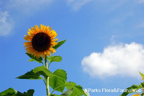 NParks | Helianthus annuus