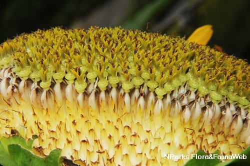 NParks | Helianthus annuus