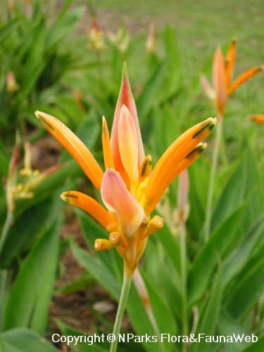 NParks | Heliconia 'American Dwarf'