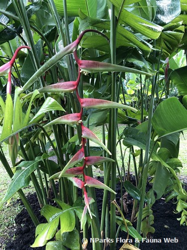 NParks | Heliconia chartacea 'Sexy Pink'
