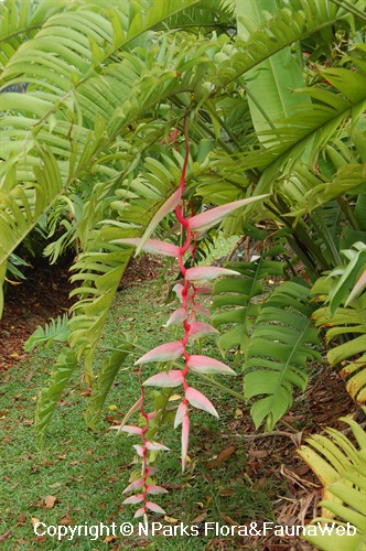 NParks | Heliconia chartacea 'Sexy Pink'