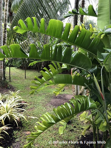 NParks | Heliconia chartacea 'Sexy Pink'