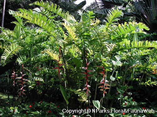 NParks | Heliconia chartacea 'Sexy Pink'