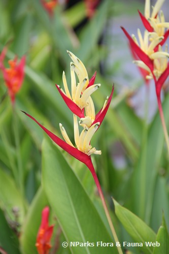 NParks | Heliconia psittacorum 'Lady Di'