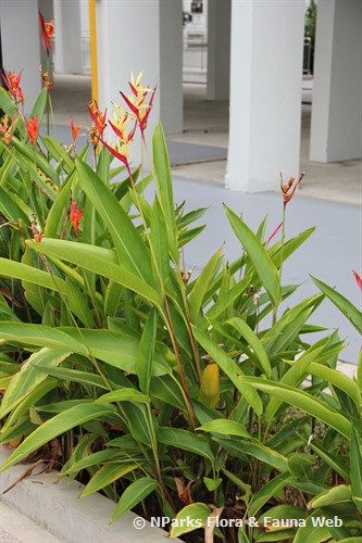 NParks | Heliconia psittacorum 'Lady Di'