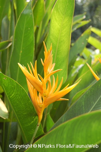 NParks | Heliconia bihai × marginata'Rauliniana'