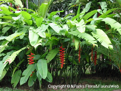 NParks | Heliconia rostrata