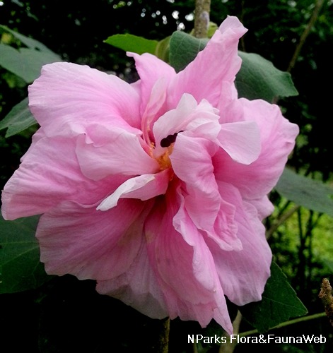 NParks | Hibiscus mutabilis