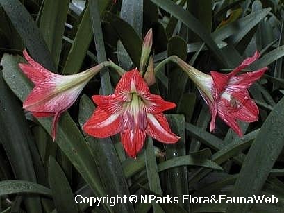 NParks | Hippeastrum vittatum