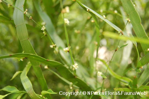 NParks | Muehlenbeckia platyclada
