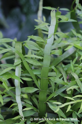 NParks | Muehlenbeckia platyclada
