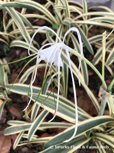 NParks | Hymenocallis speciosa 'Variegata'