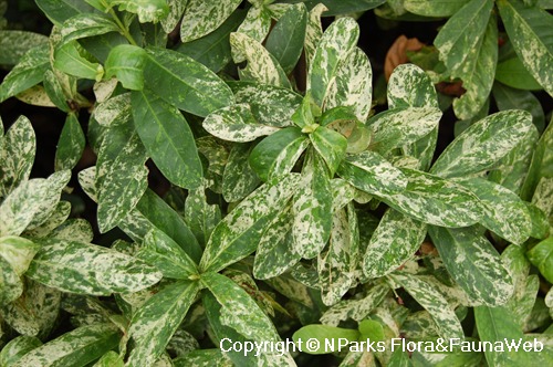 NParks | Ixora (Variegated Leaf)
