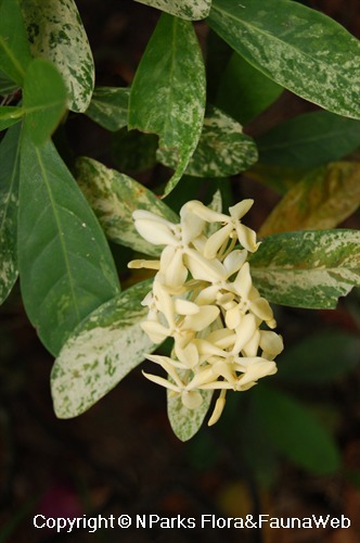 NParks | Ixora (Variegated Leaf)