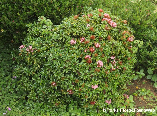 NParks | Ixora 'Dwarf Pink'