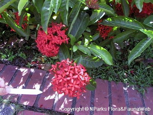 NParks | Ixora 'Super King'