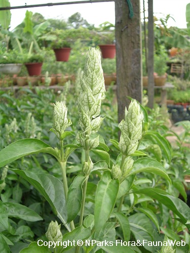 NParks | Justicia gendarussa 'Variegata'
