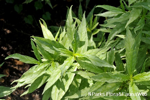 NParks | Justicia gendarussa