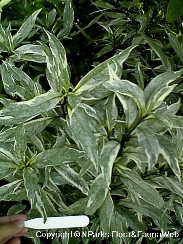 NParks | Justicia gendarussa 'Variegata'