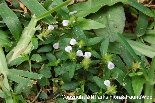 NParks | Justicia procumbens