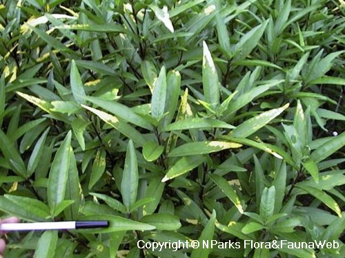 NParks | Justicia gendarussa 'Variegata'