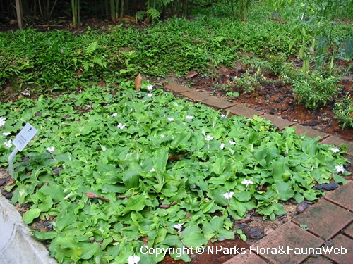 NParks | Kaempferia galanga