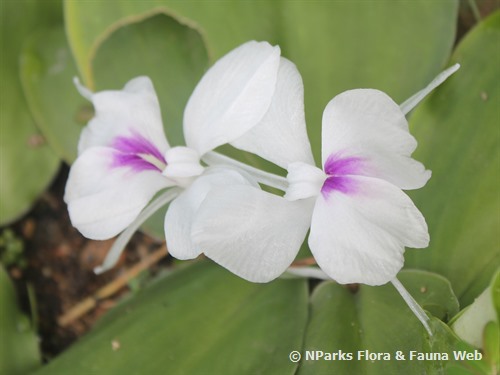 NParks | Kaempferia galanga