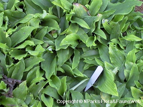 NParks | Kaempferia galanga