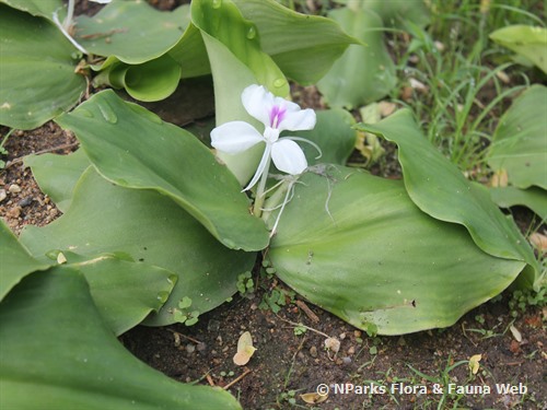 NParks | Kaempferia galanga