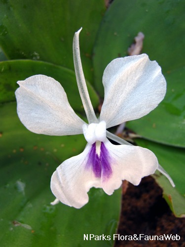 NParks | Kaempferia galanga