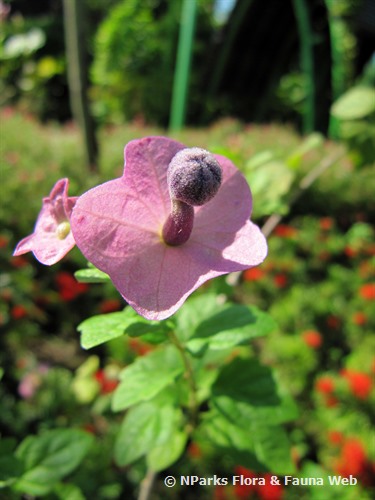 NParks | Karomia tettensis