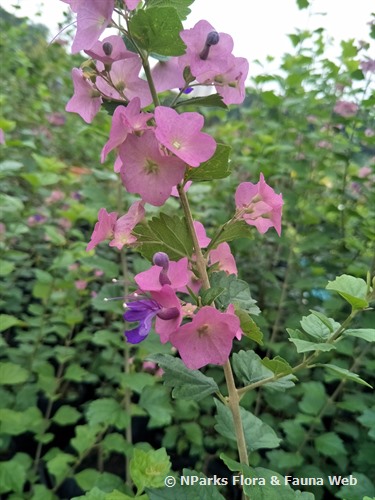 NParks | Karomia tettensis